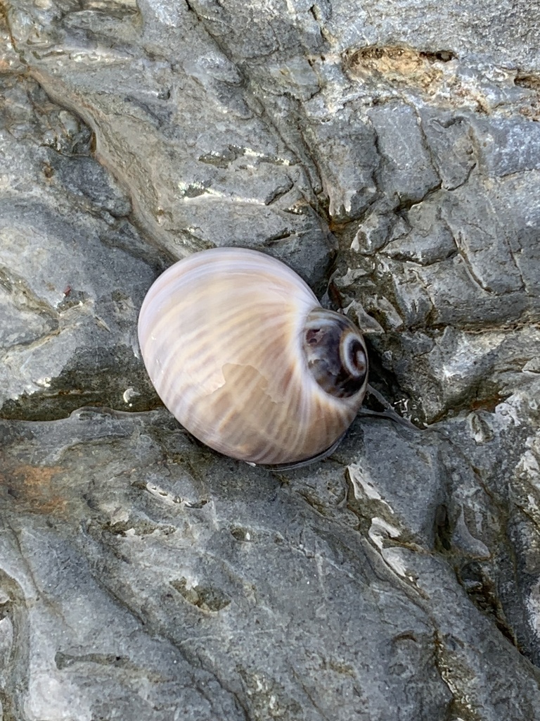 Spotted Sand Shell from Yuraygir National Park, Barcoongere, NSW, AU on ...