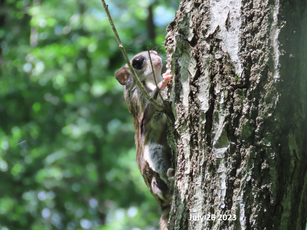 (Pteromys volans volans) - Know Your Mammals