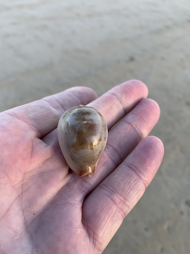 Blotched Green Cowry from Station Creek Beach, Barcoongere, NSW, AU on ...
