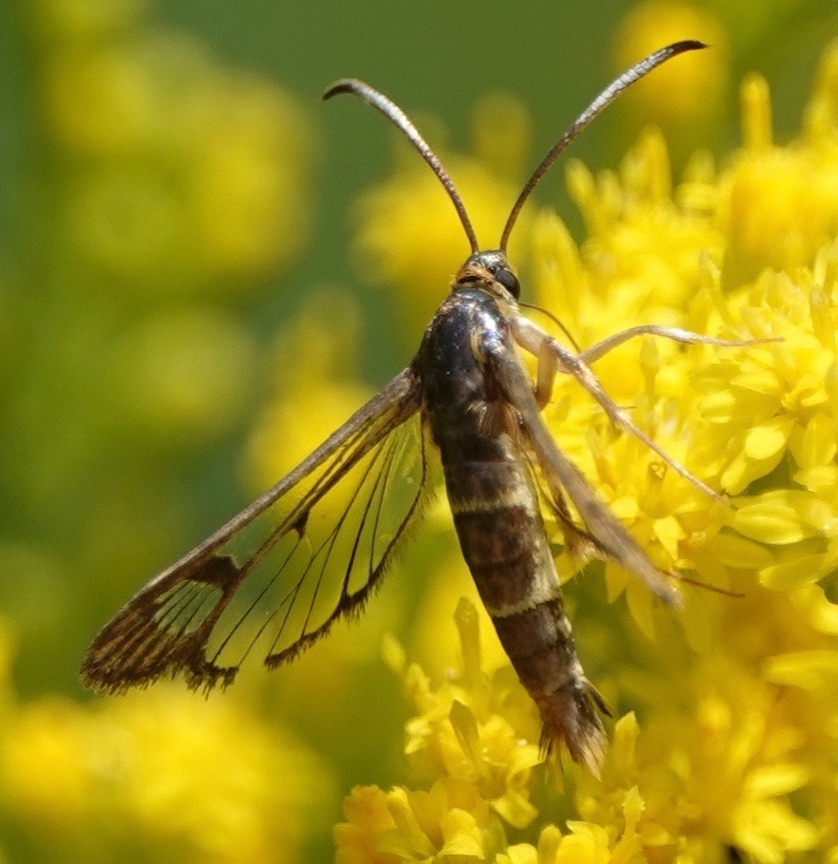 Ironweed Clearwing Moth from Brooklyn, NY, USA on July 25, 2023 at 11: ...