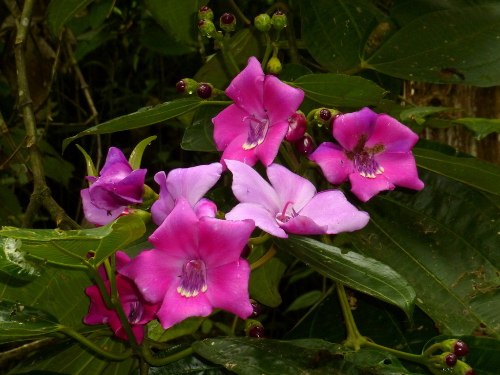 (Meriania maxima) - Botanical Realm