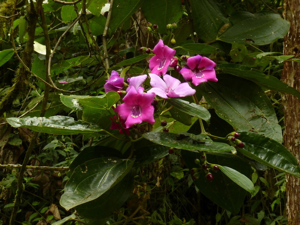(Meriania maxima) - Botanical Realm