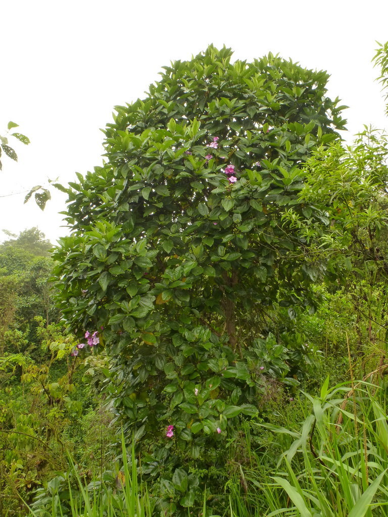 (Meriania maxima) - Botanical Realm