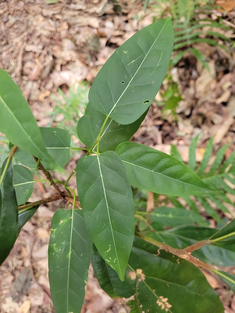 Common Milk Vine from Kondalilla, AU-QL-MY, AU-QL, AU on July 26, 2023 ...