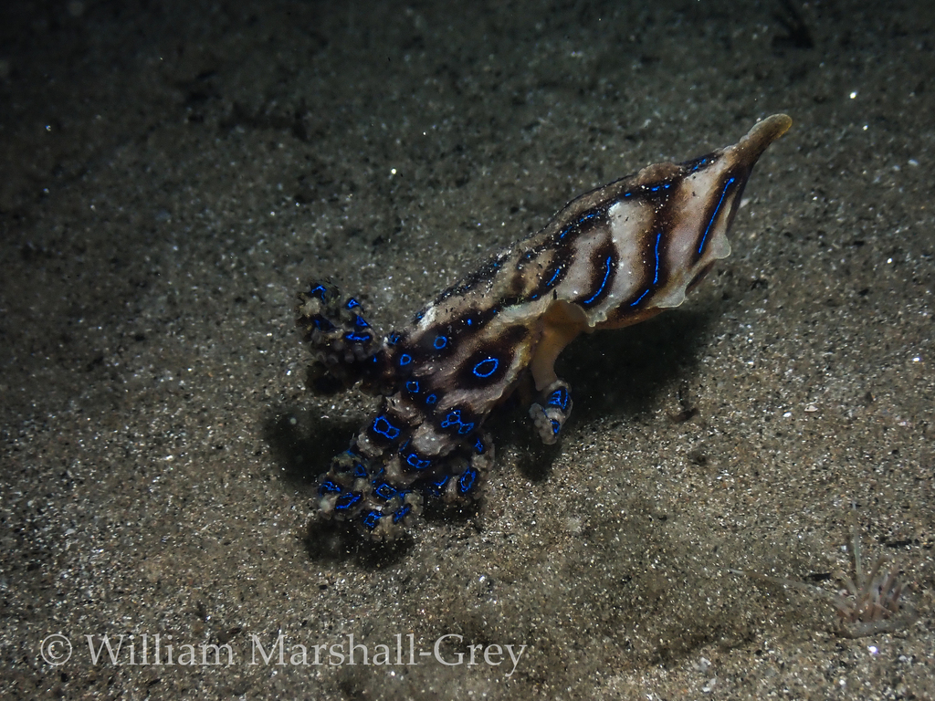 Blue-ringed Octopuses from Bega Valley, AU-NS, AU on December 12, 2020 ...