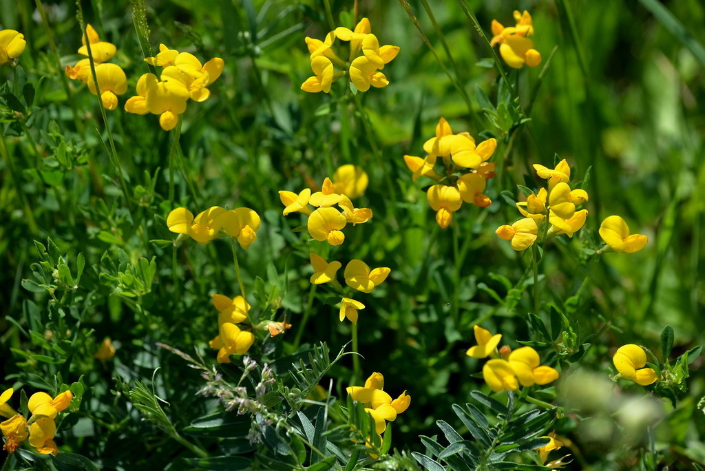 Common Bird's-foot-trefoil (Deer Grove Natural Areas Volunteers ...
