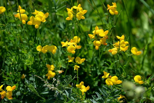 Common Bird's-foot-trefoil (Deer Grove Natural Areas Volunteers ...