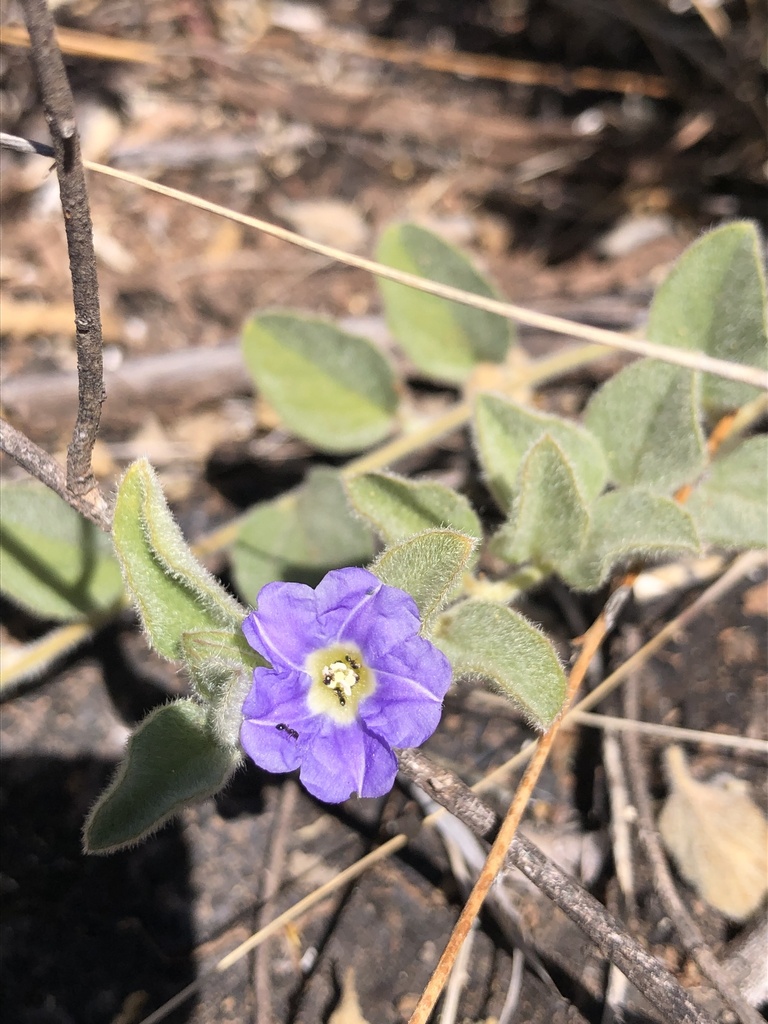 tropical speedwell from Walangeri Ward, Victoria River, NT, AU on July ...