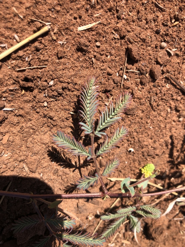 Native Sensitive Plant from Walangeri Ward, Victoria River, NT, AU on ...