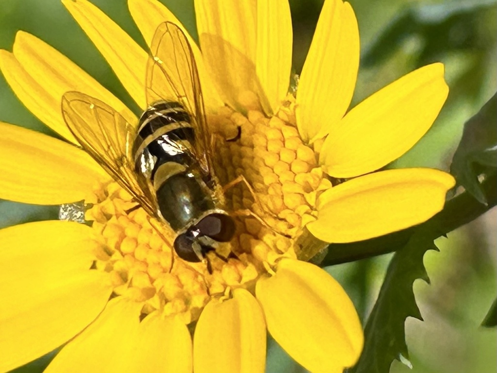 Common Flower Fly from Round Wood, Preston, England, GB on July 26 ...