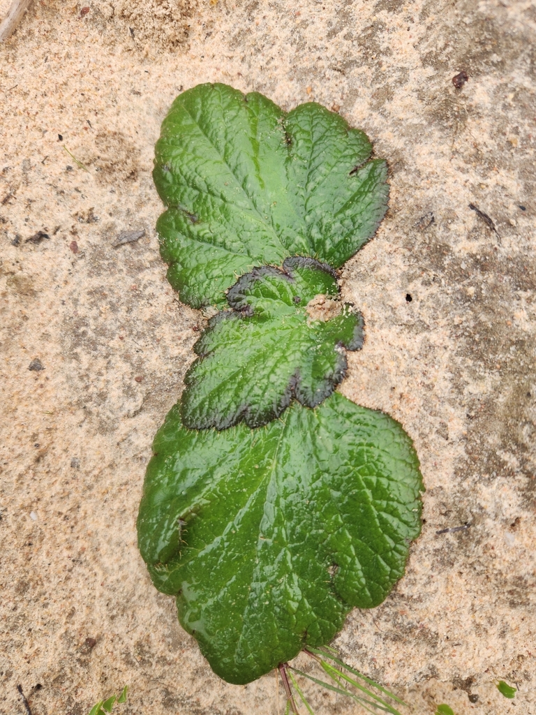 Ridged Bearpaw from West Coast, ZA-WC, ZA on July 26, 2023 at 12:52 PM ...