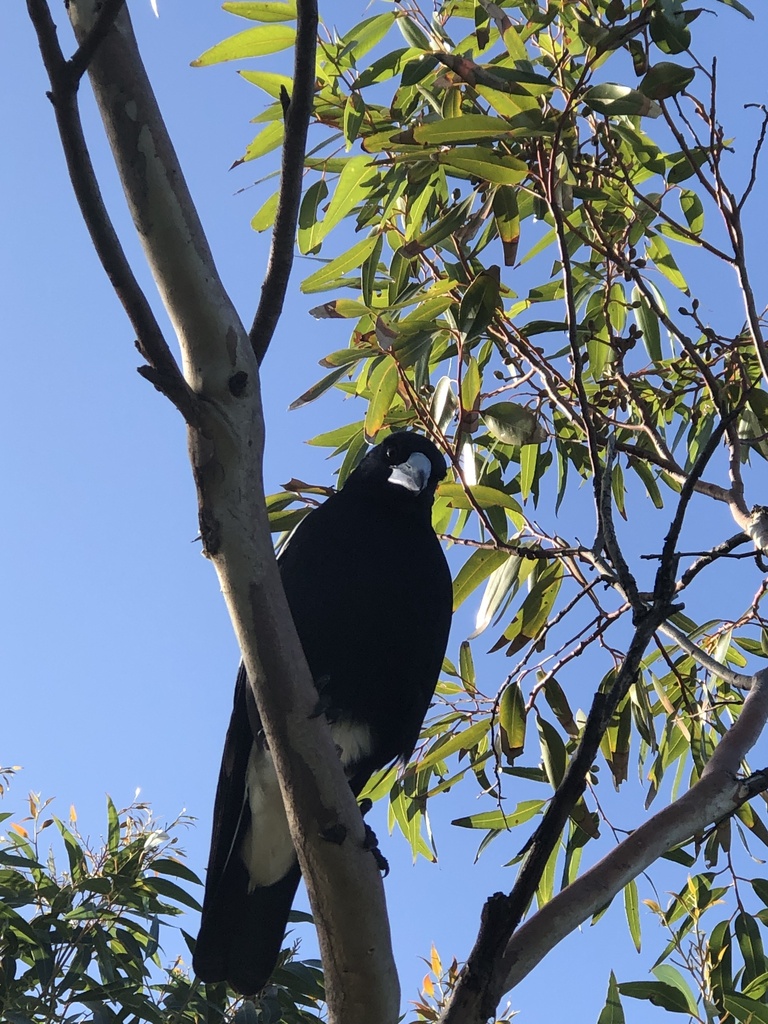 Australian Magpie from Altona Meadows Natural Features Reserve, Altona ...