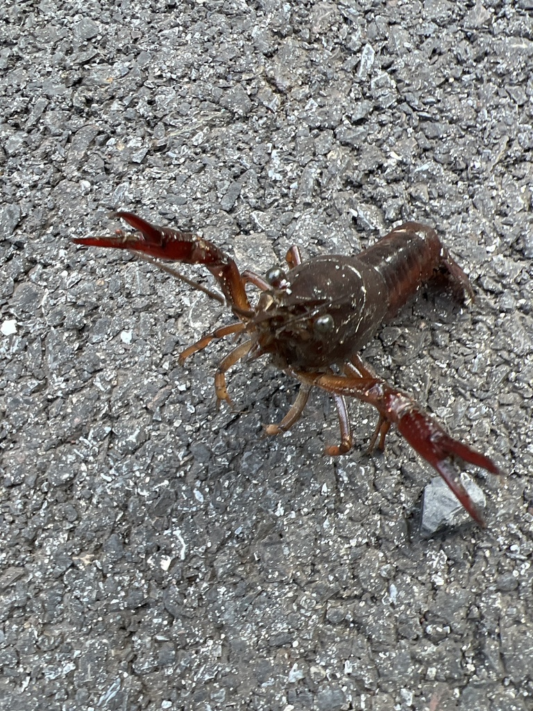 Red Swamp Crayfish from S Old Bethlehem Pike, Sellersville, PA, US on ...
