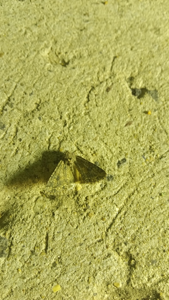 Nutmeg Moth from Калинівка, Миколаївська область, Україна on July 19 ...