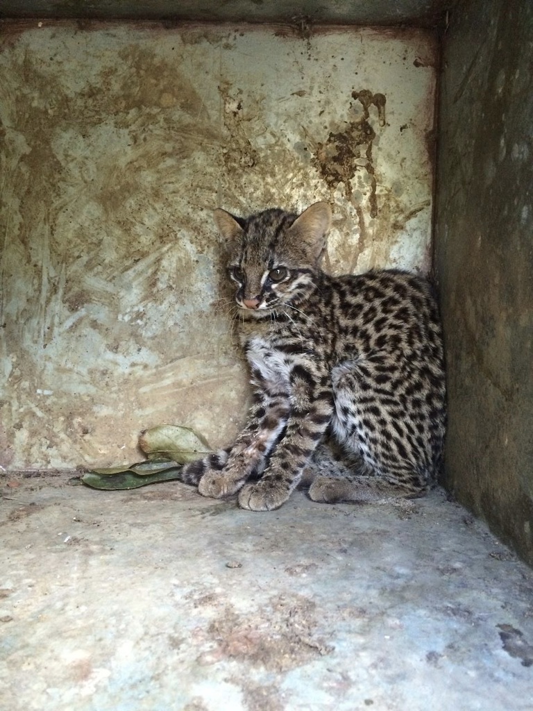 Southern Tigrina in July 2023 by sheylarossi · iNaturalist