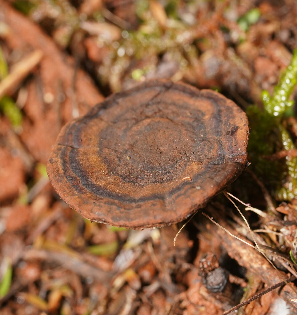 red-staining stalked polypore from Silvan VIC 3795, Australia on July ...