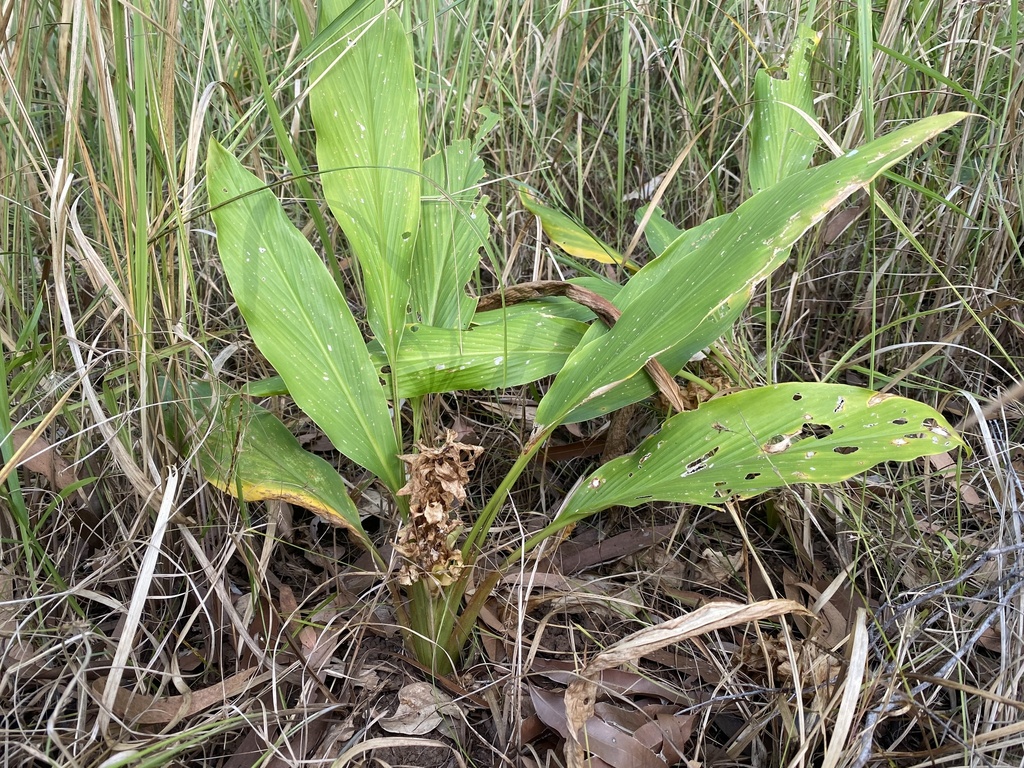 cape york lily from Pajinka Back Rd, New Mapoon, QLD, AU on July 26 ...