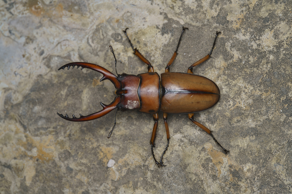 Common Red Stag Beetle in July 2023 by qwpool · iNaturalist