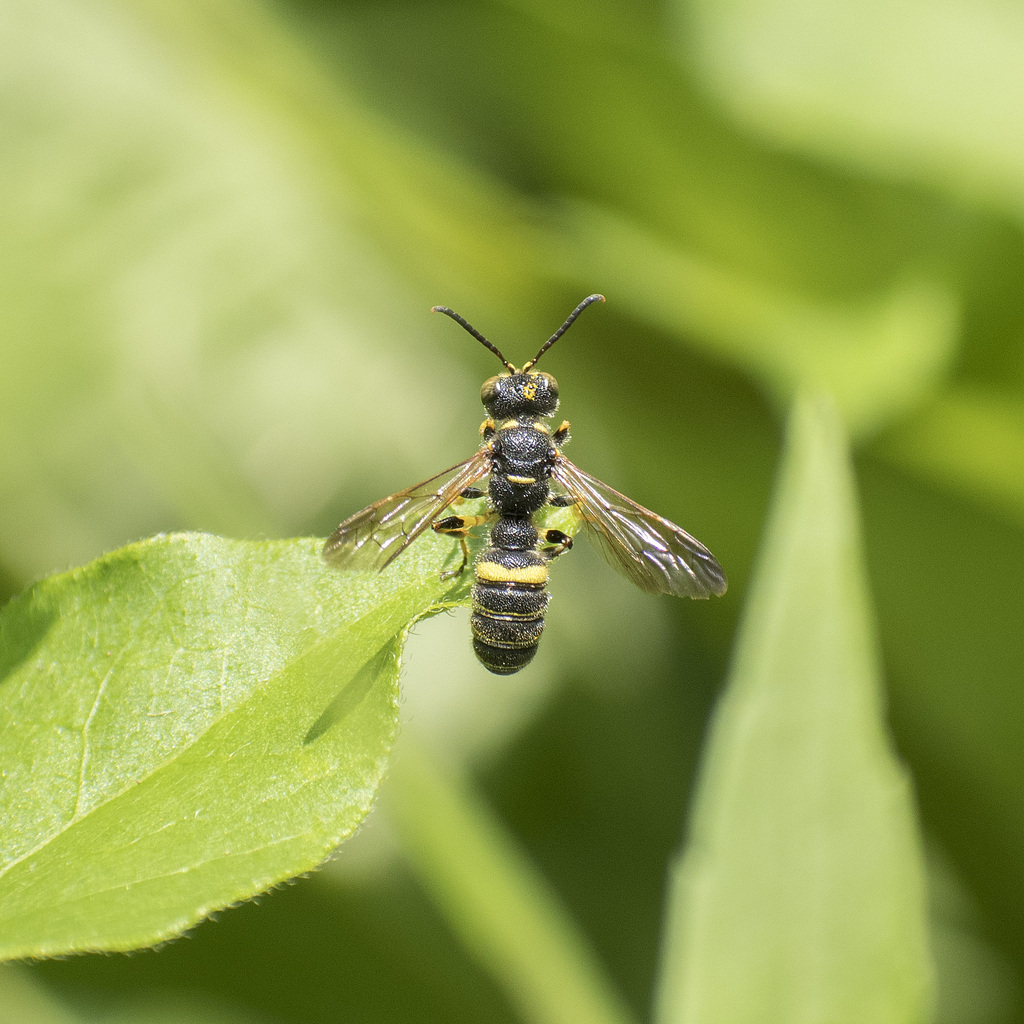 Typical Weevil Wasps and Allies from Montgomery County, OH, USA on July ...