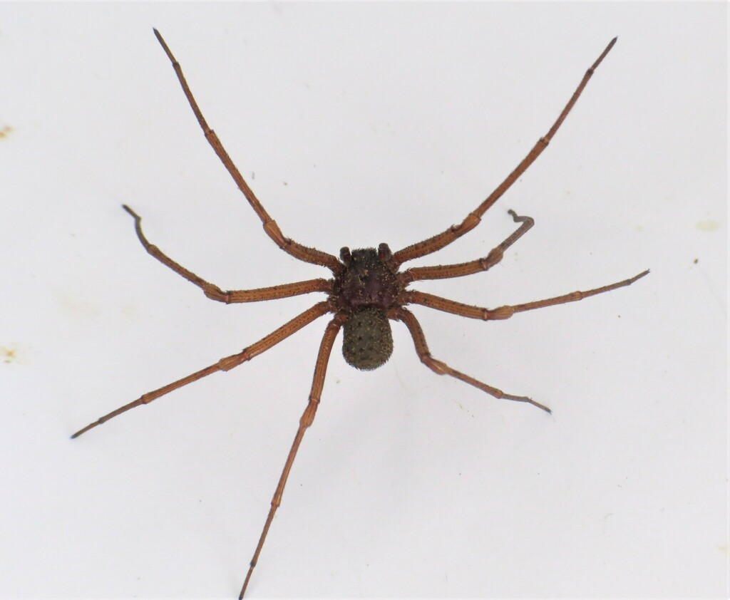 Sicarius tropicus from Gravatá - PE, Brasil on July 26, 2023 at 07:03 ...