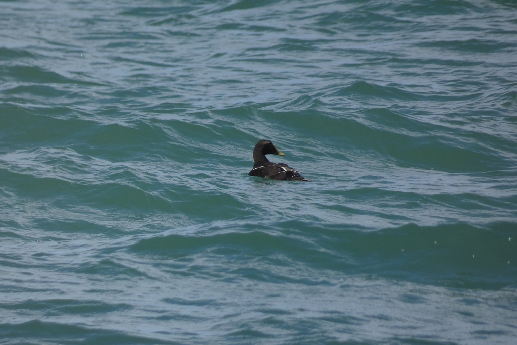 Common Eider in July 2023 by Anton · iNaturalist