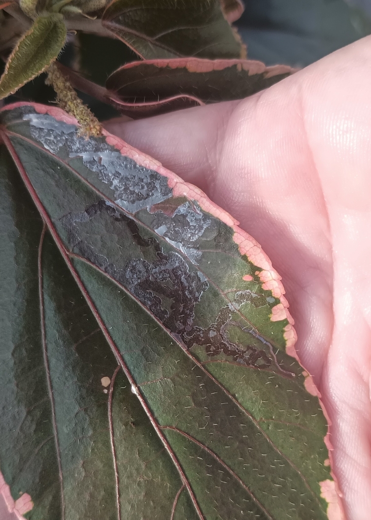 Liriomyza schmidti from North Orange, Orlando, FL, USA on July 26, 2023 ...