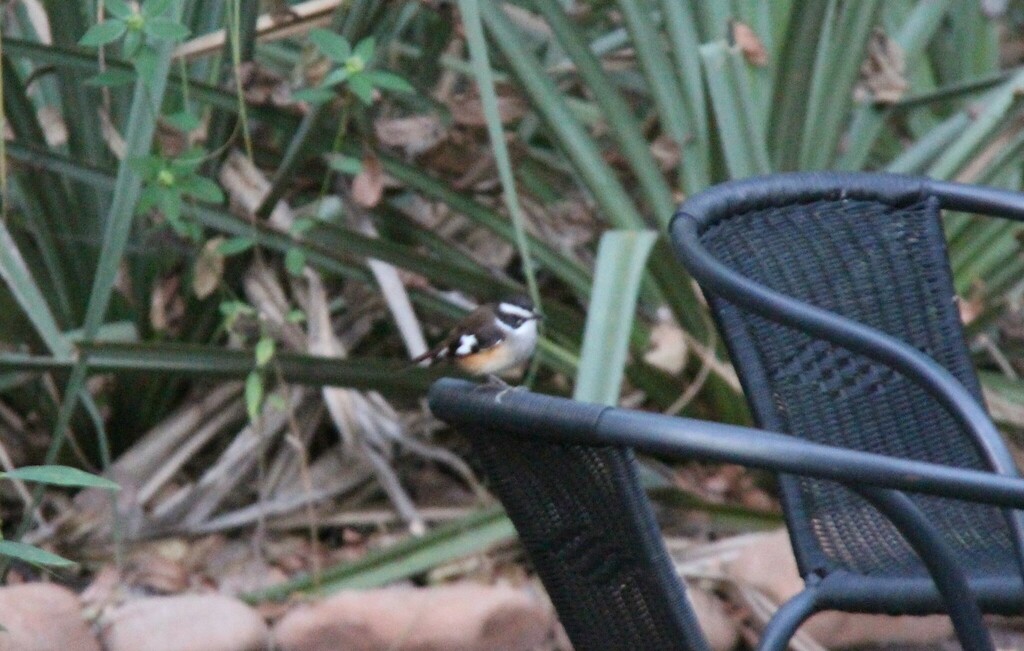 Buff-sided Robin from Calvert NT 0862, Australia on June 30, 2023 at 09 ...