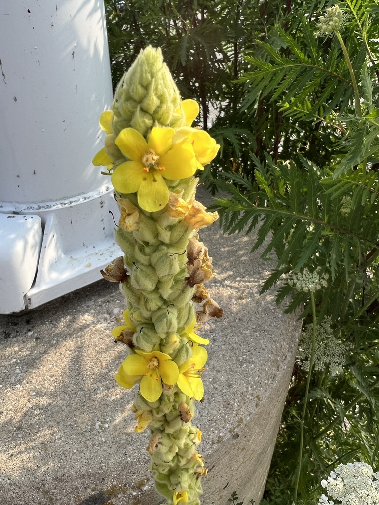 great mullein from S Huron Ave, Mackinaw City, MI, US on July 16, 2023 ...