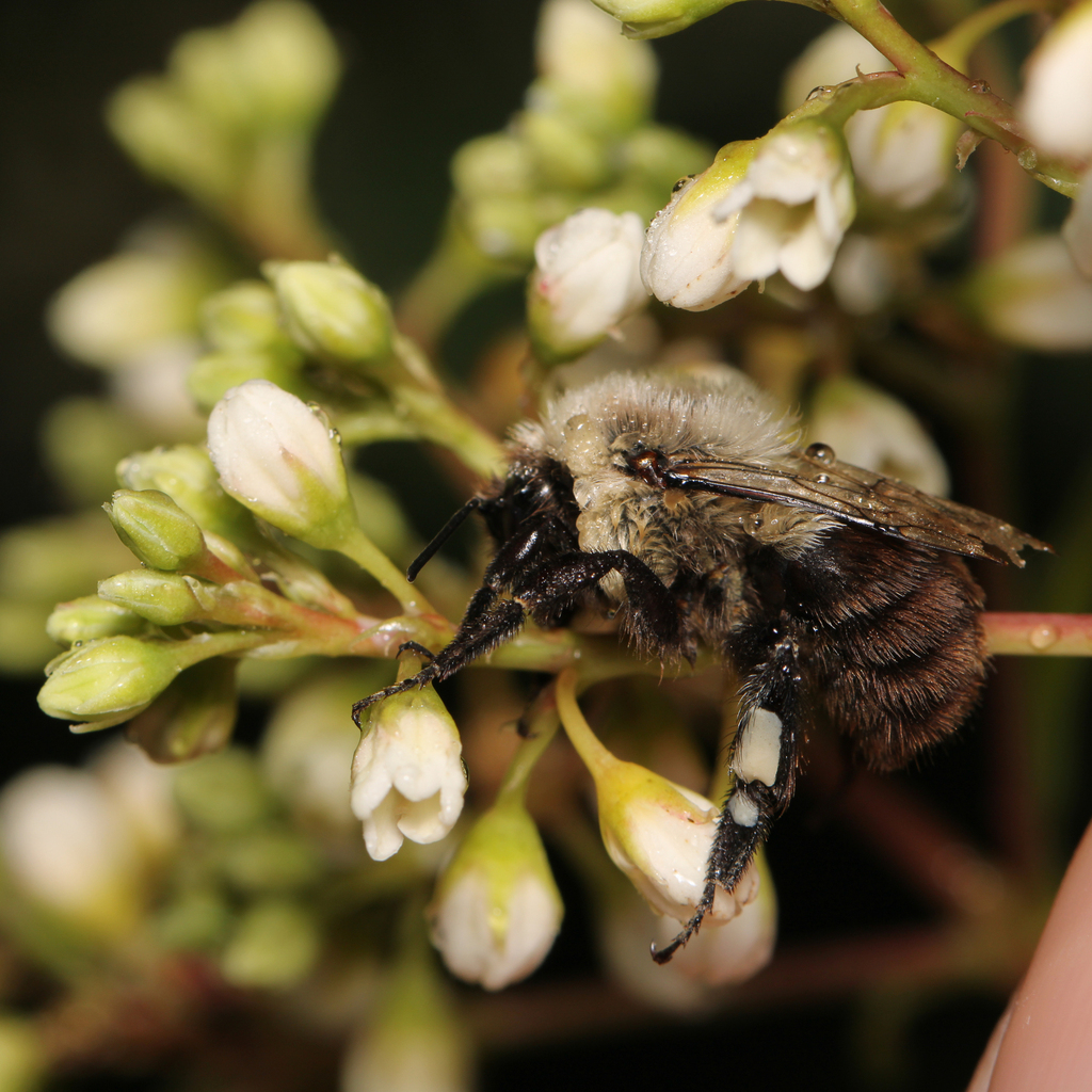 Common Eastern Bumble Bee from Union Bridge, MD 21791, USA on July 19 ...