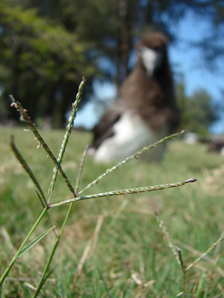 Bermuda Grass (Plants of Lake Mead National Recreation Area) · iNaturalist