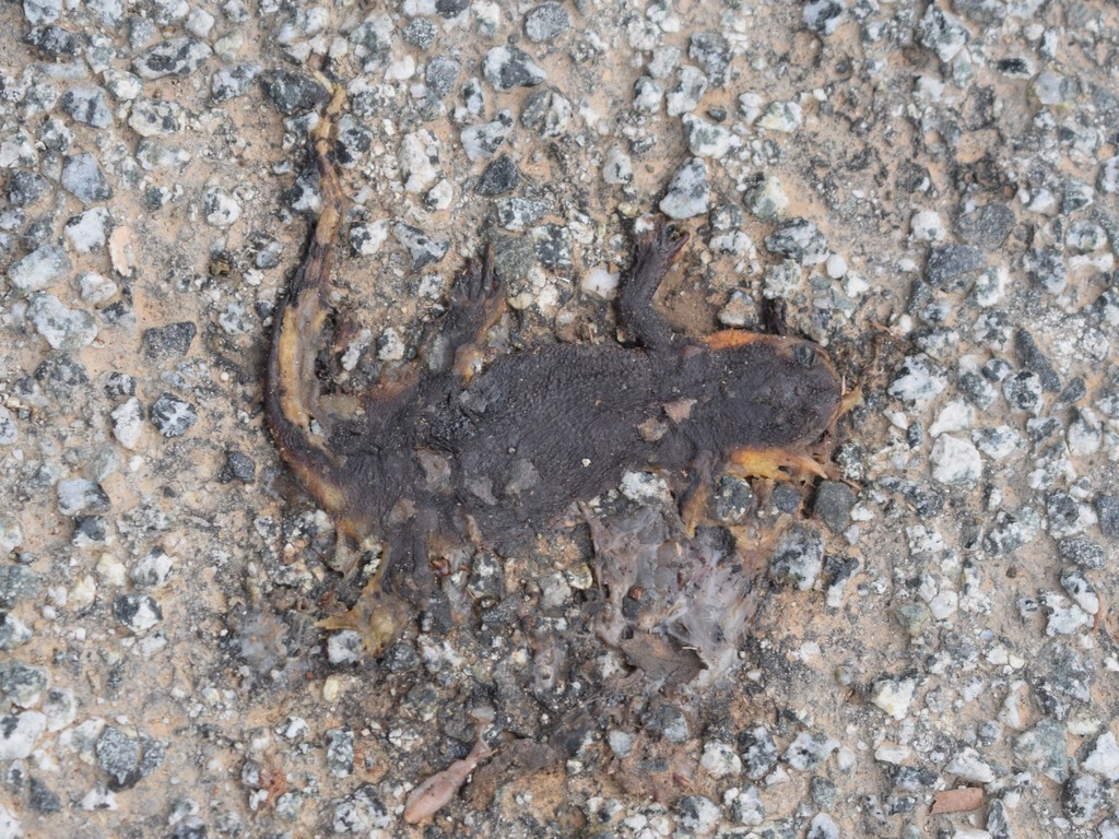 Rough-skinned Newt from Lexington Reservoir County Park, CA, USA on ...