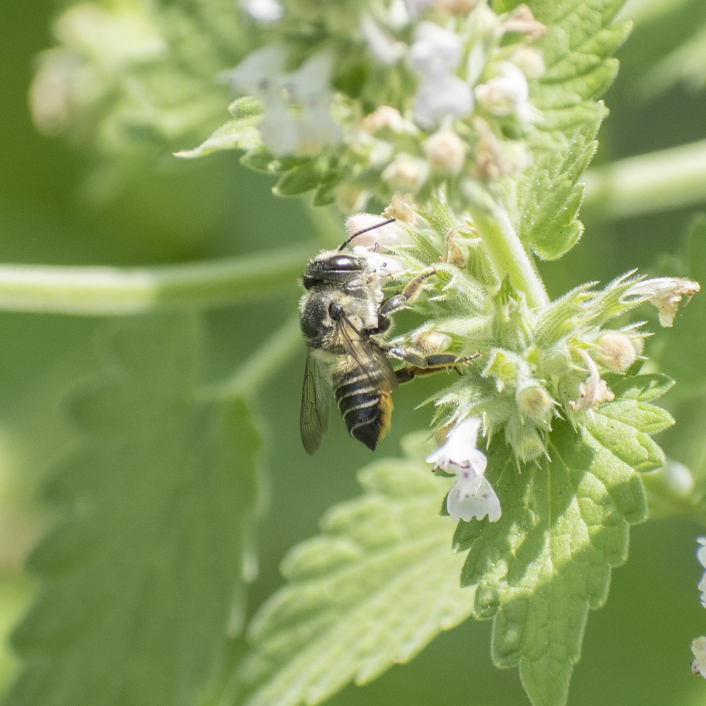 Flat-tailed Leafcutter Bee from Montgomery County, OH, USA on July 20 ...