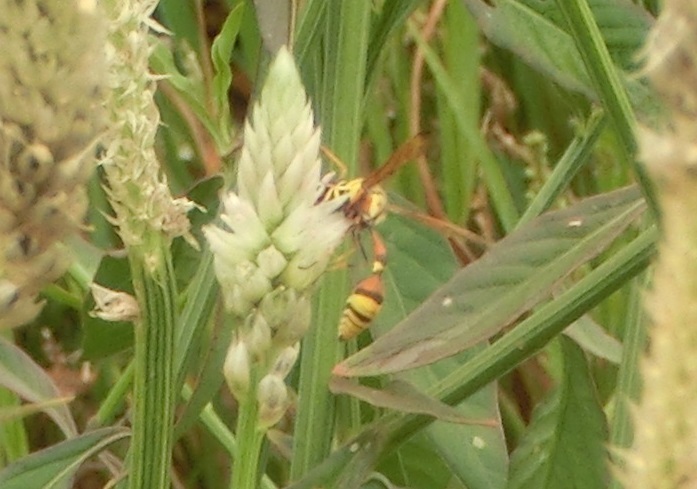 Delta esuriens okinawae from 台灣雲林縣 on July 26, 2023 at 03:48 PM by ...