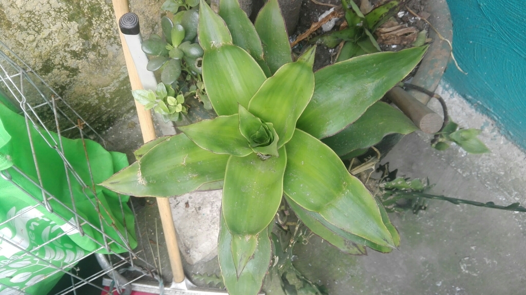 False Bromeliad Plant by Carlos Figueroa Ramírez · iNaturalist