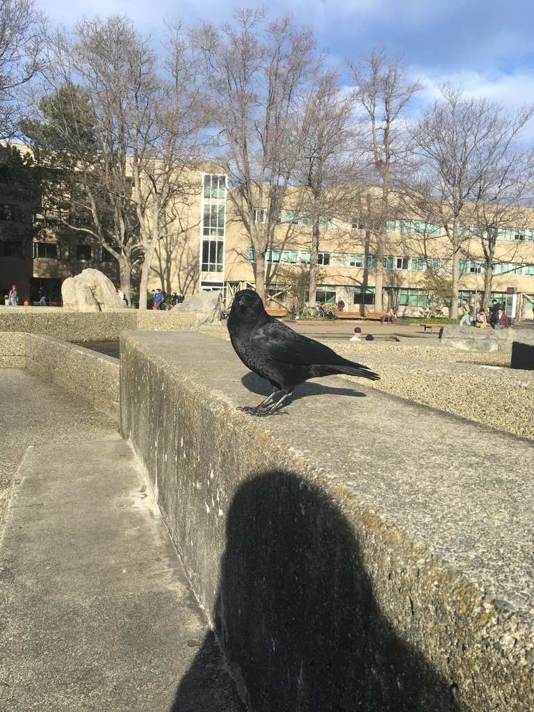 Northwestern Crow from University of Victoria, Victoria, BC, CA on ...