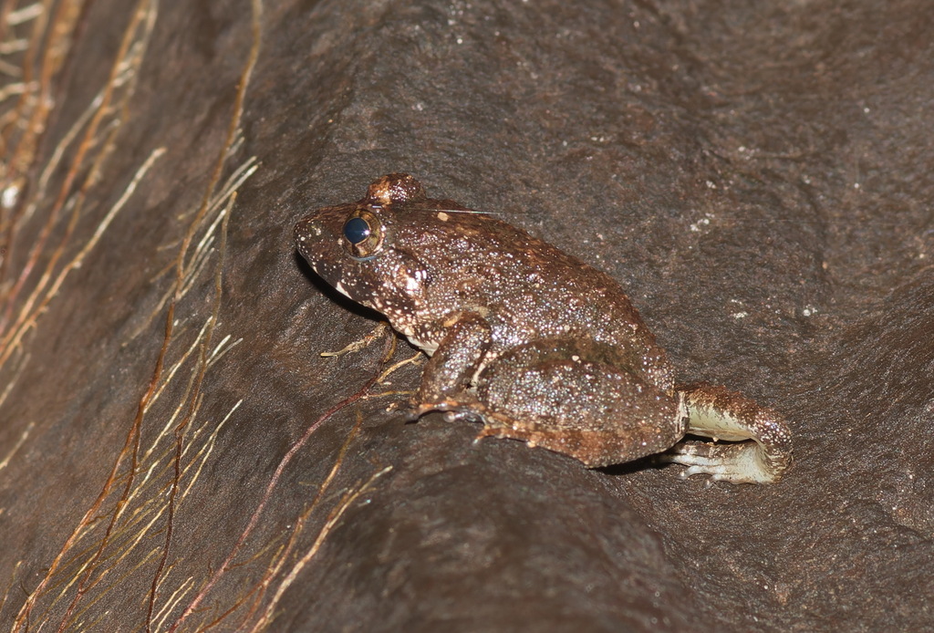 Capped Frog from Nai Mueang, Wiang Kao District, Khon Kaen 40150 ...