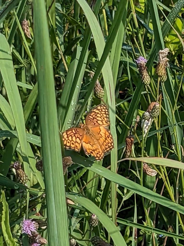 Variegated Fritillary from Lower Moreland Township, PA, USA on July 26 ...