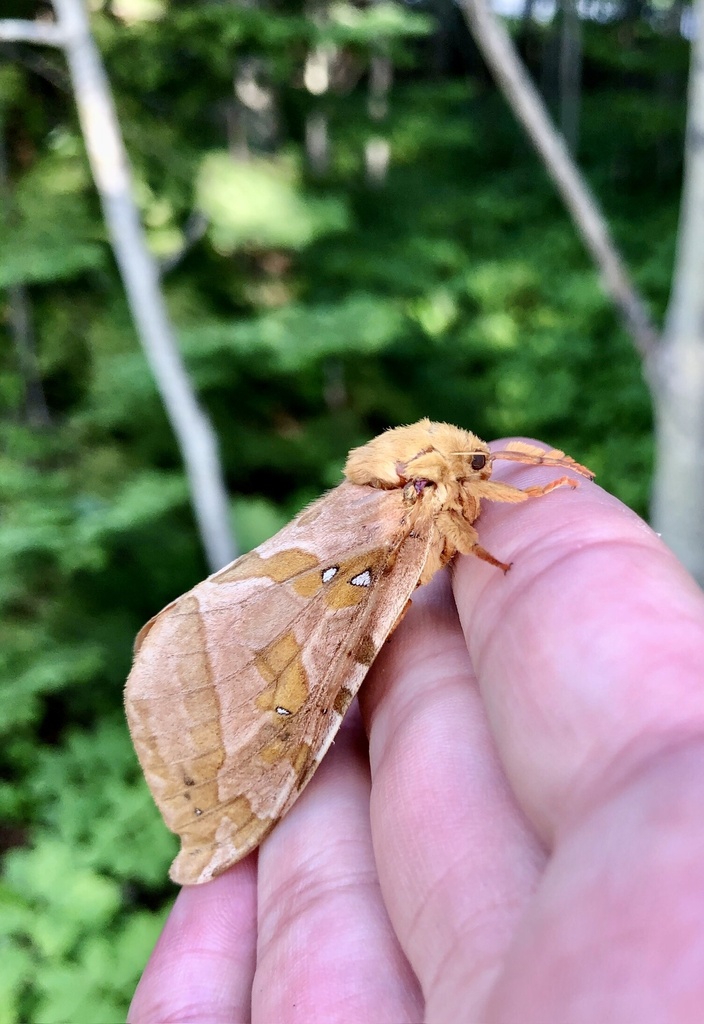 Four-spotted Ghost Moth from Mont-Joli, QC, CA on July 26, 2023 at 06:55 AM by ajhebert ...