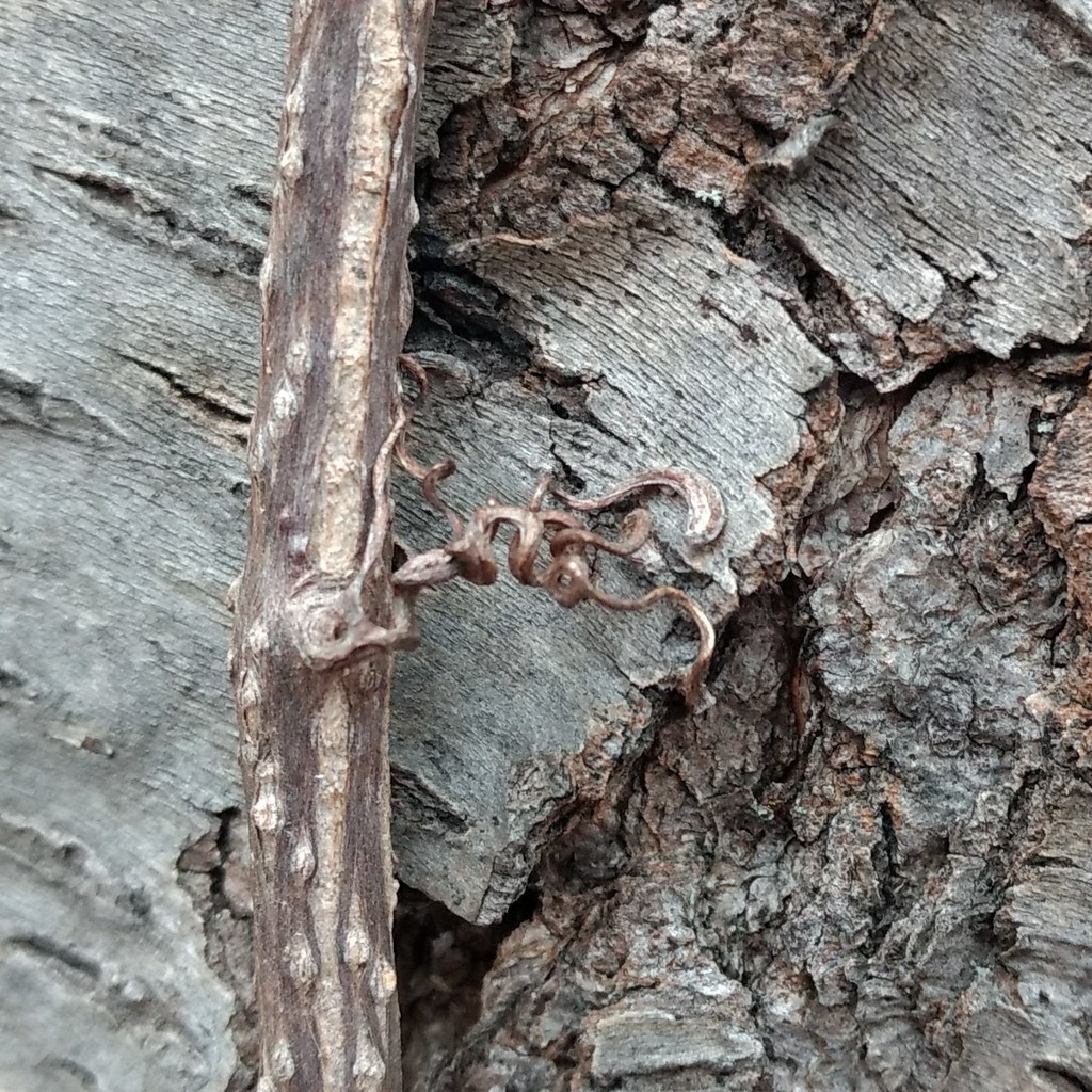 thicket creeper from Windsor Locks Canal State Park Trail, Canal Rd ...