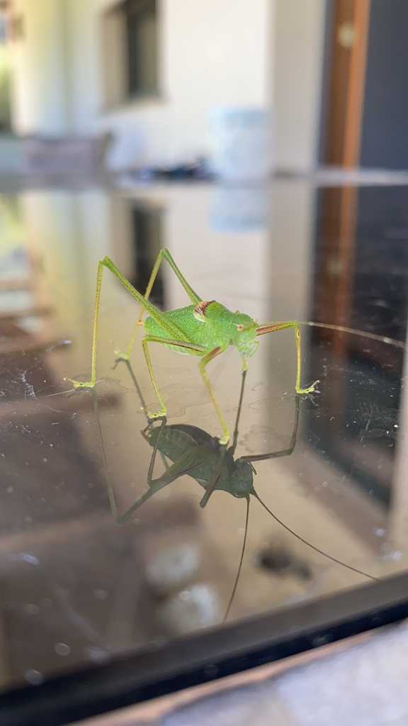 Schmidt's Bright Bush-cricket from Kranjska Gora, SI-GO, SI on July 25 ...