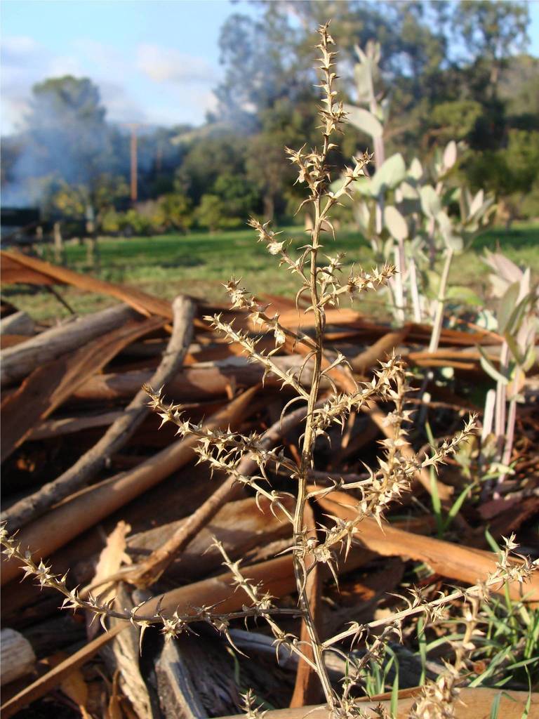 Russian thistle (Plants of Lake Mead National Recreation Area ...