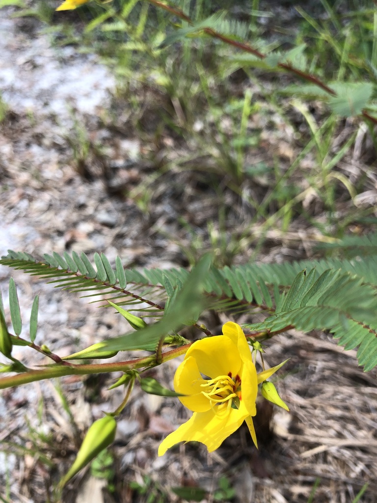 partridge pea from Wakeford Ln, Lake Wales, FL, US on July 22, 2023 at ...