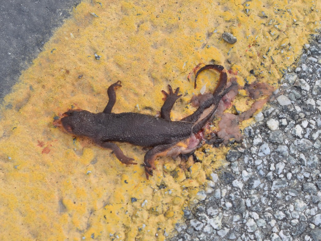 Rough-skinned Newt from Lexington Reservoir County Park, CA, USA on ...