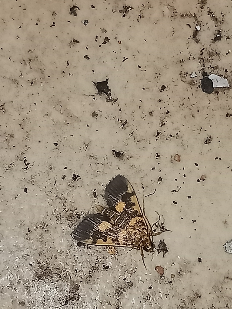 Omiodes from Ramanthali on July 26, 2023 by Sindhu Haridas · iNaturalist