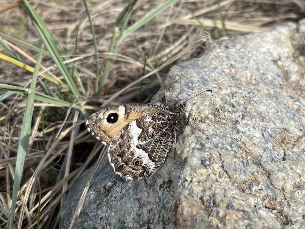 Hipparchia autonoe from Olkhon Island, Olkhonsky District, 伊爾庫茨克州, RU ...