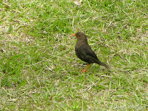 Island Thrush (Ashy) (Subspecies Turdus poliocephalus erebus) · iNaturalist