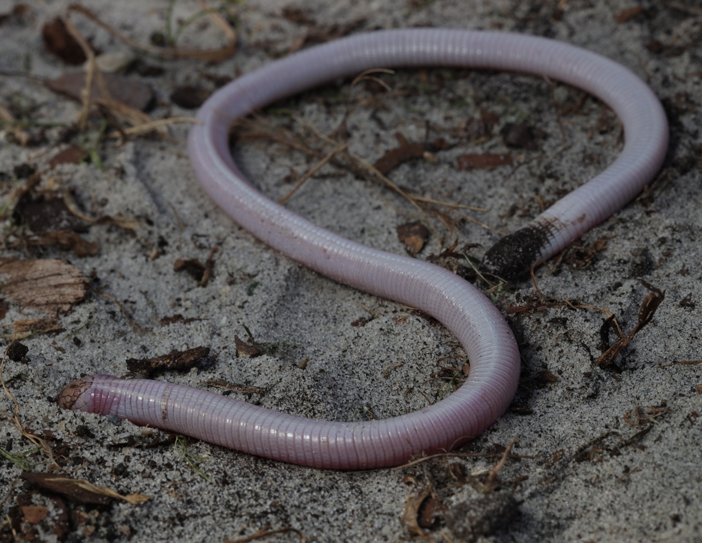Florida Worm Lizard (Rhineura floridana) - Snakes and Lizards