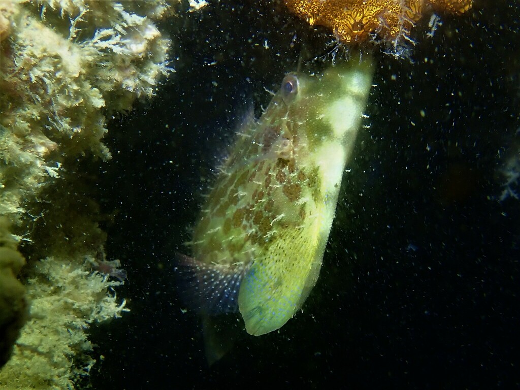 Fanbelly Leatherjacket from Wreck Trail, Rockingham, WA, Australia on ...