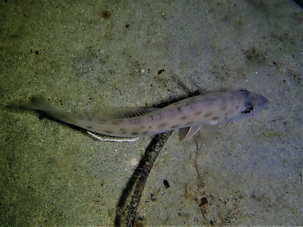 Western Trumpeter Sillago from Wreck Trail, Rockingham, WA, Australia ...