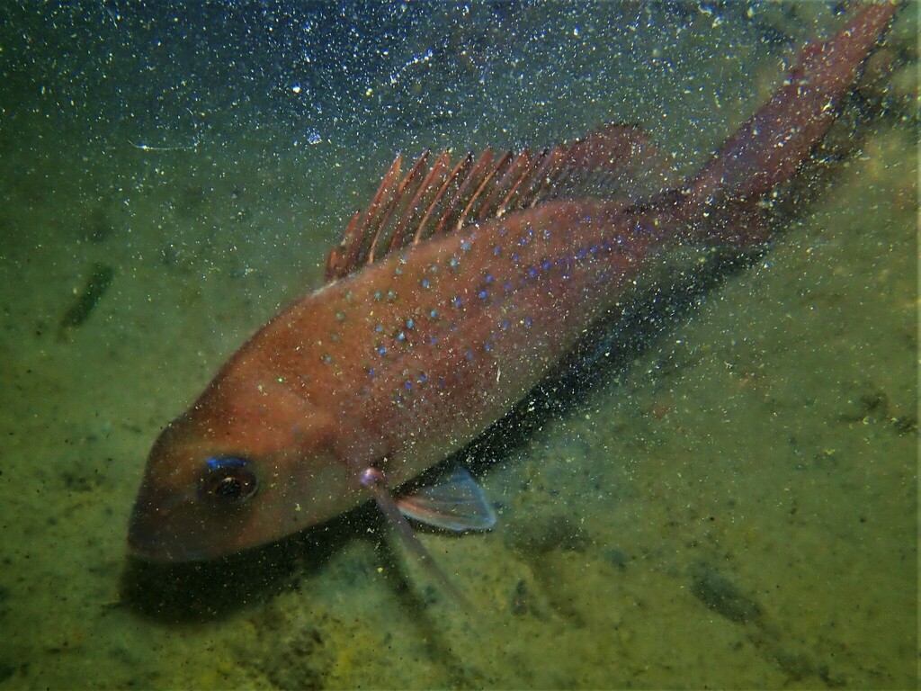 Australasian Snapper from Wreck Trail, Rockingham, WA, Australia on ...